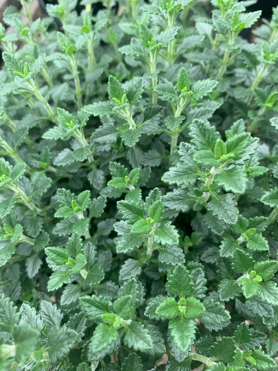 Gardening & Plants Home & Hobby Wall Germander Teucrium chamadrys ...