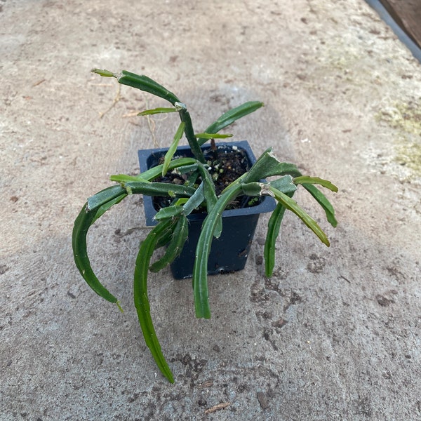 Rhipsalis Plant - Etsy