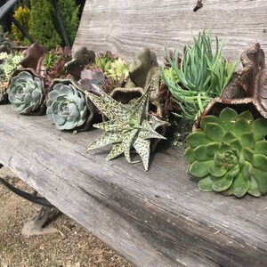 Aloe white Fox Succulent Low Maintenance Plant - Etsy