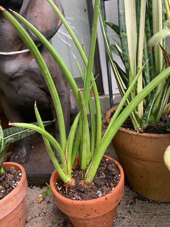 Home & Hobby Sanseveria Caniculata Plant Floral & Garden Crafts Craft ...
