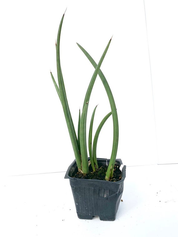 Home & Hobby Sanseveria Caniculata Plant Floral & Garden Crafts Craft ...
