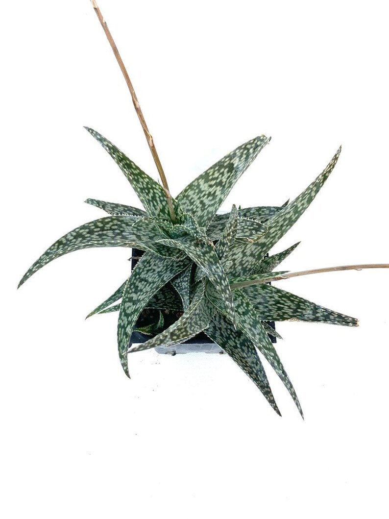 Aloe white Fox Succulent Low Maintenance Plant - Etsy