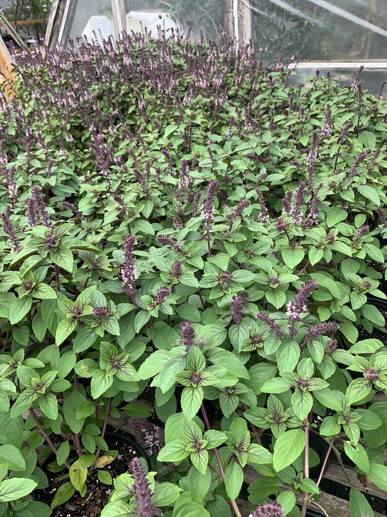 African Blue Basil Hybrid Basil Blooming Herb Edible Plant | Etsy