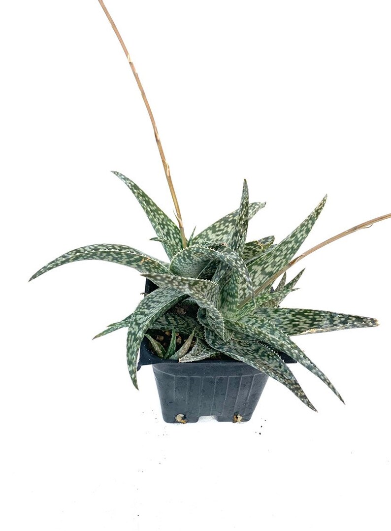 Aloe white Fox Succulent Low Maintenance Plant - Etsy