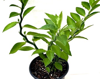 Rick Rack Succulent - Etsy