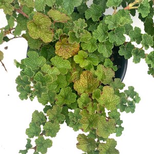 Trailing Plant - Etsy