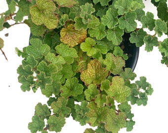 Arctic Raspberry Plant - Etsy
