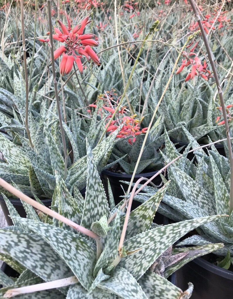 Aloe white Fox Succulent Low Maintenance Plant - Etsy