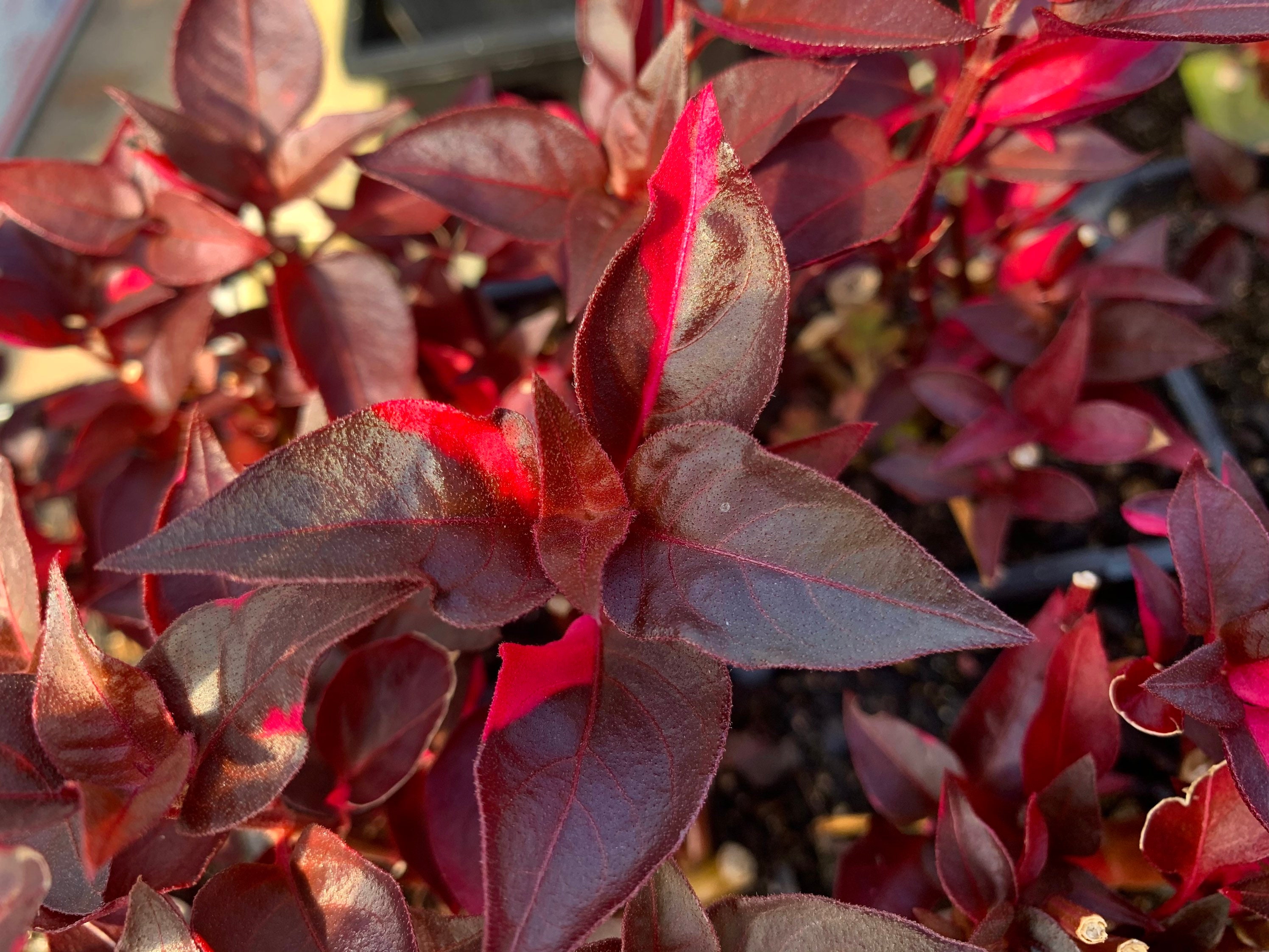 Alternanthera Raspberry Rum Josephs Coat Parrot Leaf | Etsy