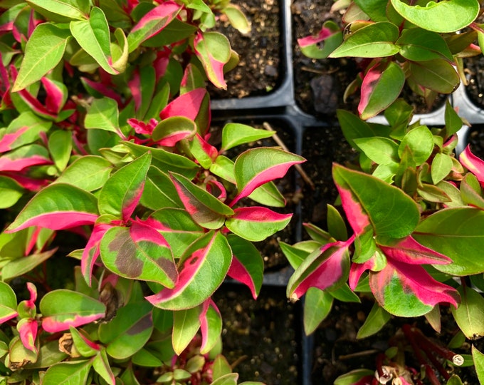 Alternanthera Party Time Josephs Coat Parrot Leaf Pink Green Variegated ...