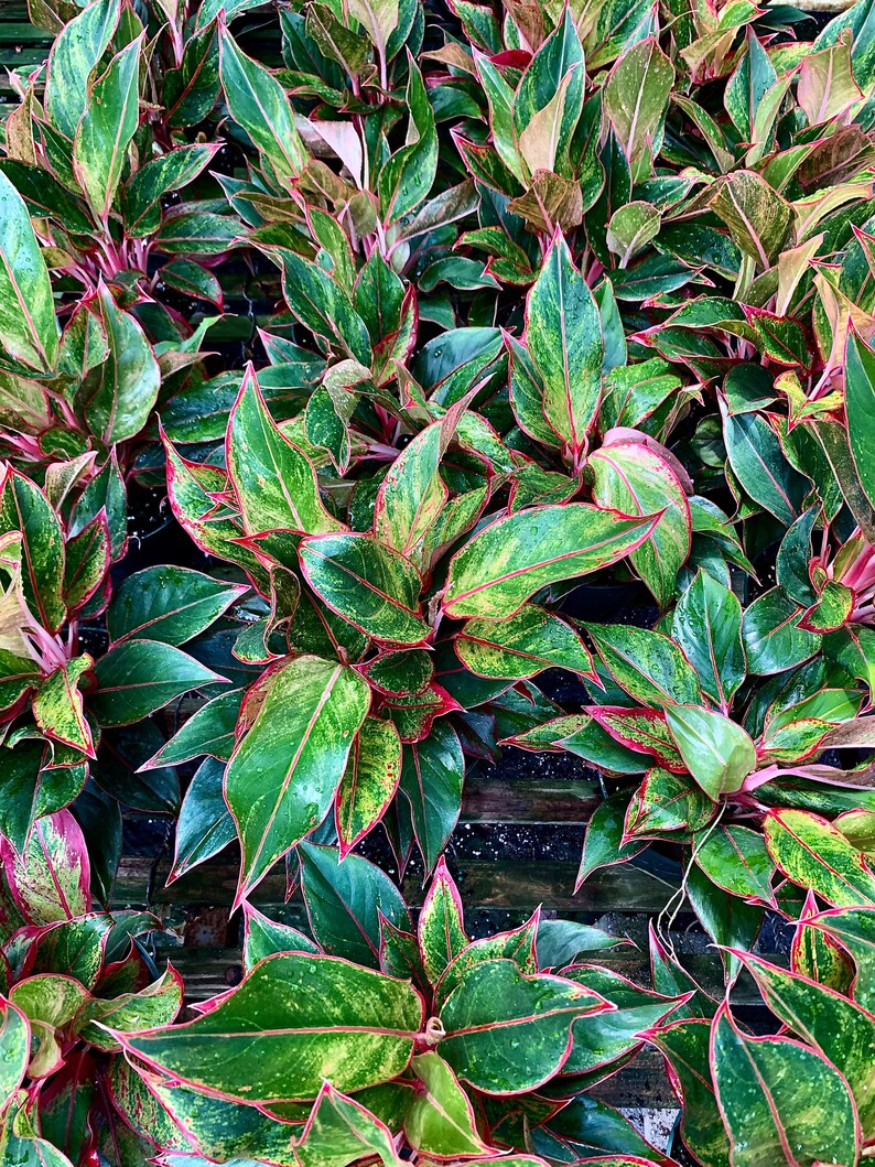 Aglaonema Siam Tropical House Plant Chinese Evergreen Office | Etsy