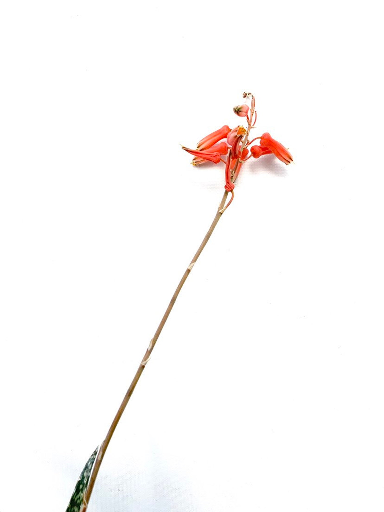 Aloe white Fox Succulent Low Maintenance Plant - Etsy