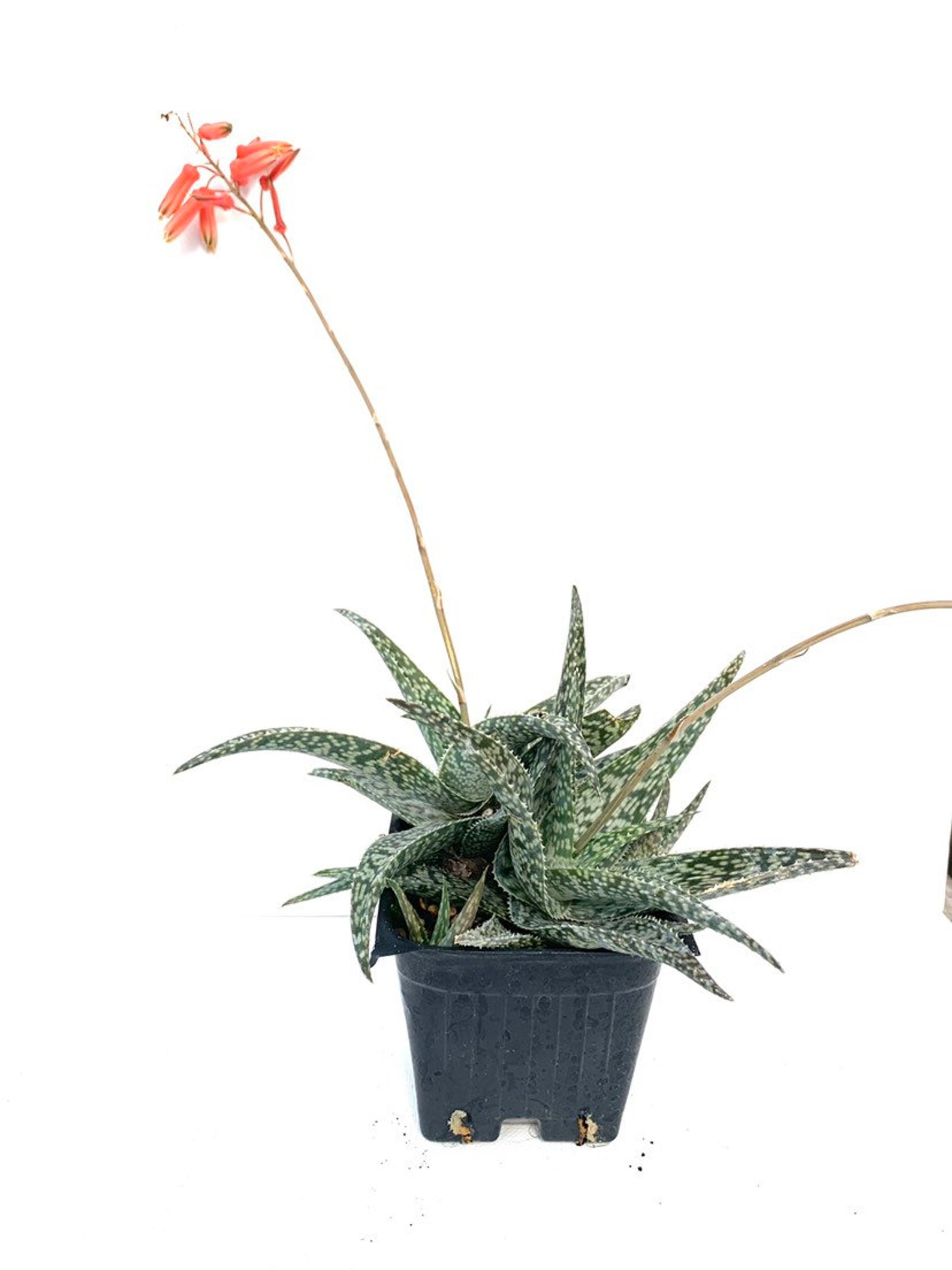 Aloe white Fox Succulent Low Maintenance Plant - Etsy