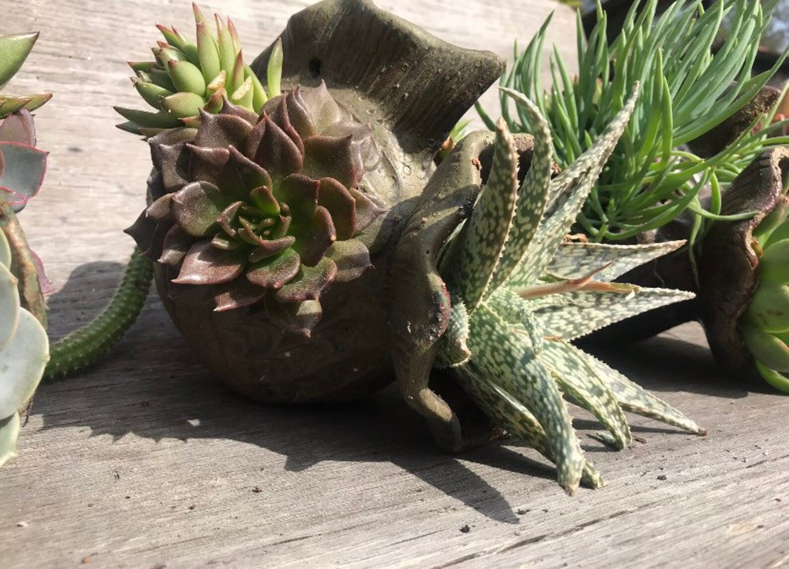 Aloe white Fox Succulent Low Maintenance Plant - Etsy