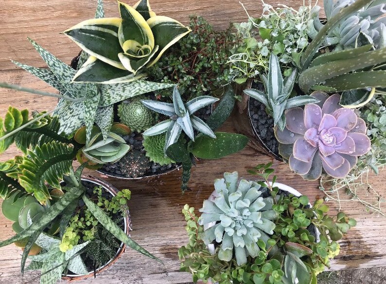 Aloe white Fox Succulent Low Maintenance Plant - Etsy