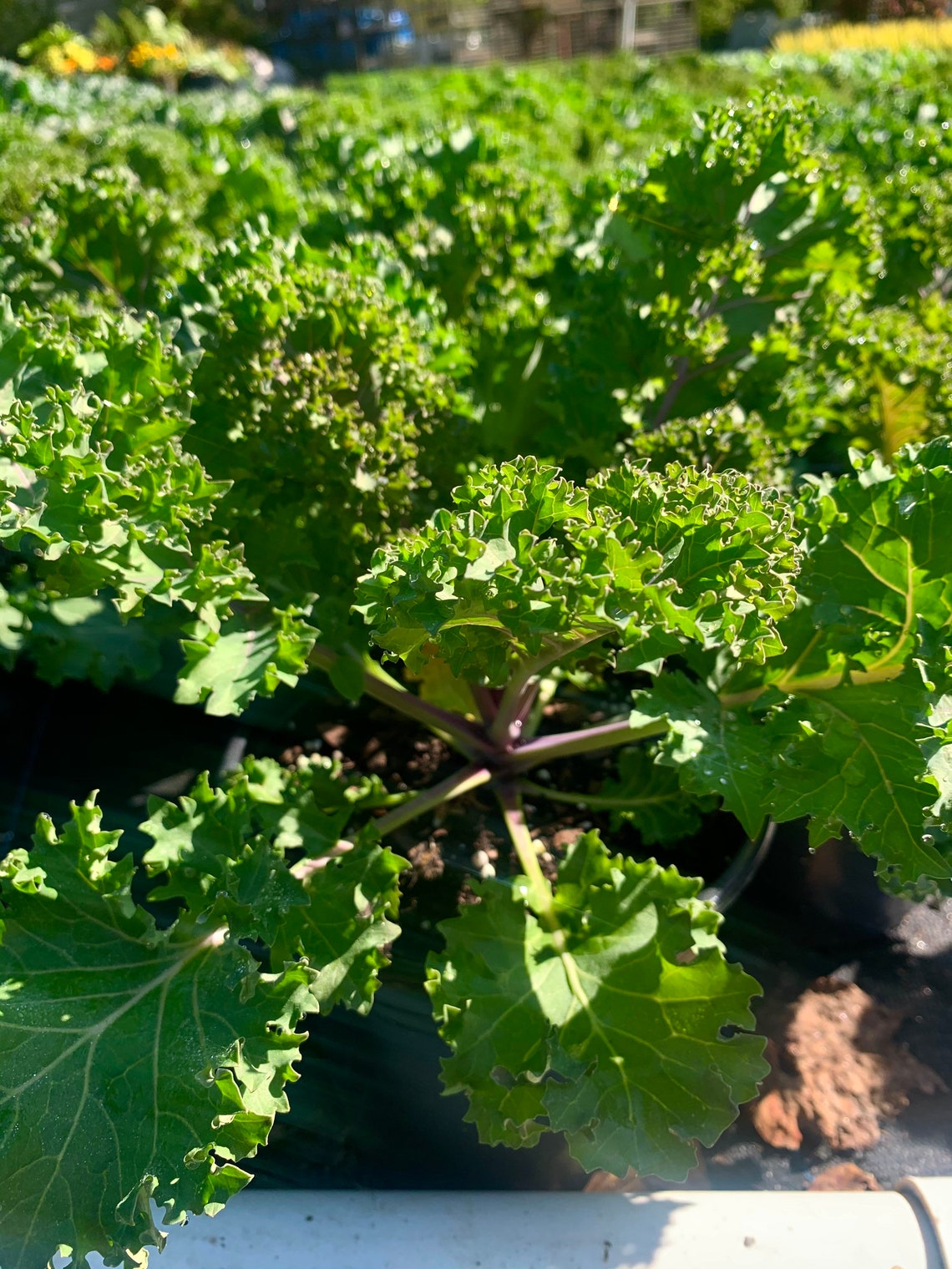 Kale Yokohama Red Ornamental Kale Edible Arrangement | Etsy