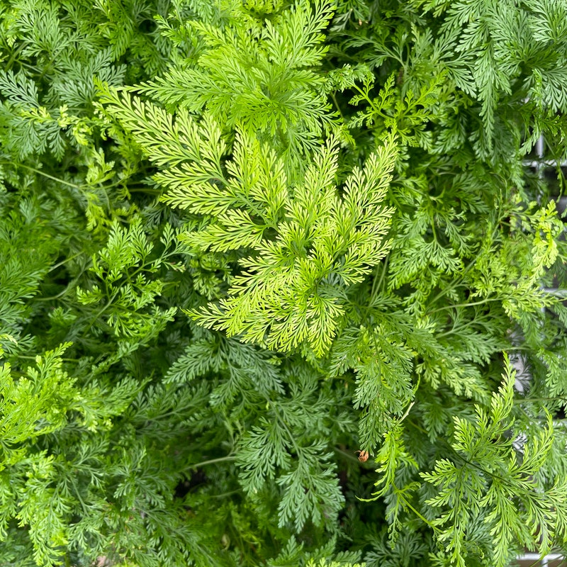 Rabbit Foot Fern - Etsy