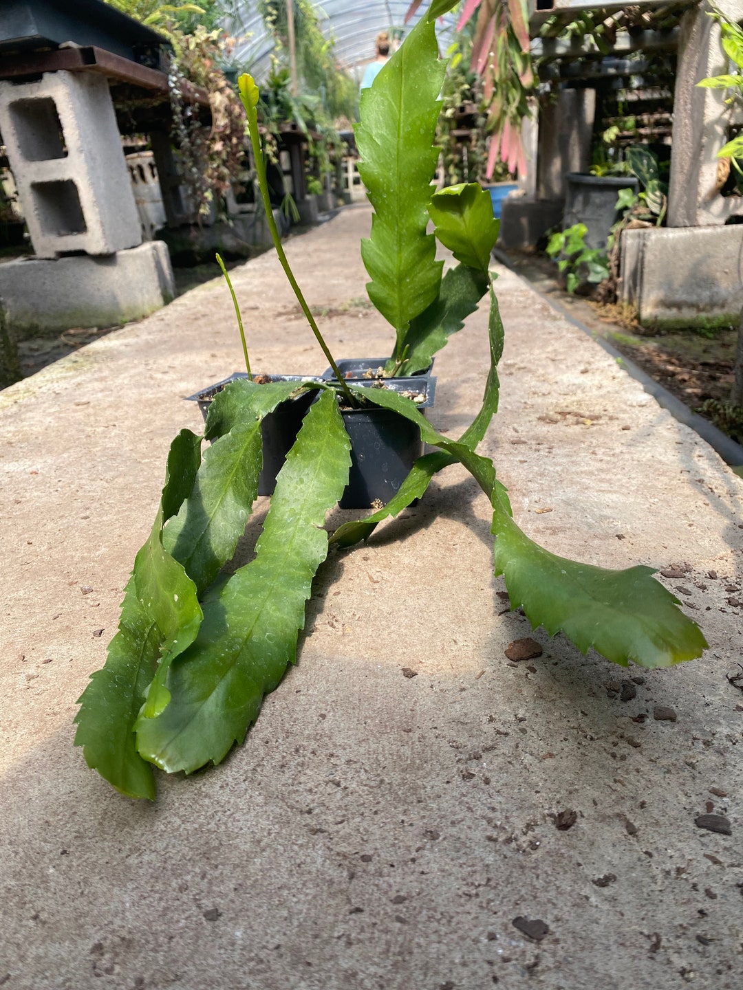 Lepismium Houlletianum snowdrop Cactus LIVE PLANT Low Maintenance ...