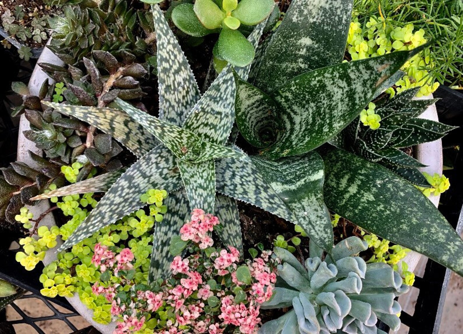 Aloe white Fox Succulent Low Maintenance Plant - Etsy