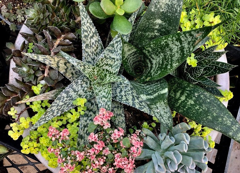 Aloe white Fox Succulent Low Maintenance Plant - Etsy