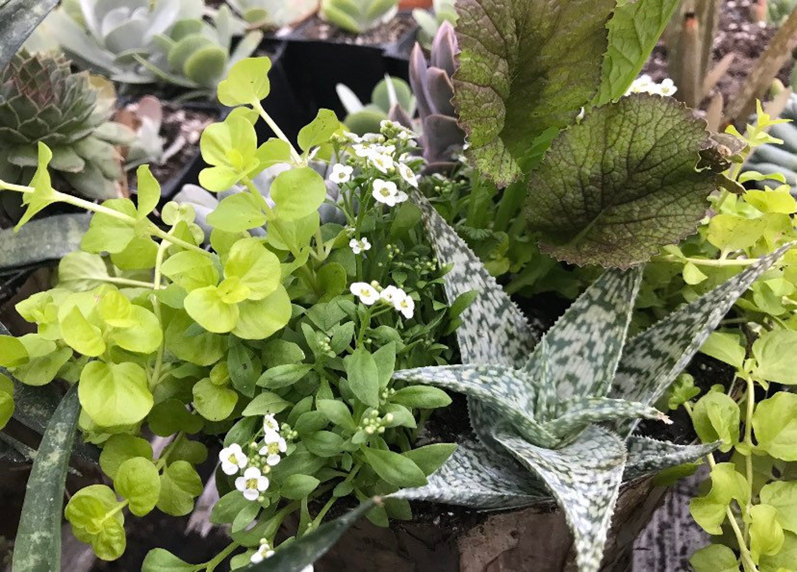 Aloe white Fox Succulent Low Maintenance Plant - Etsy