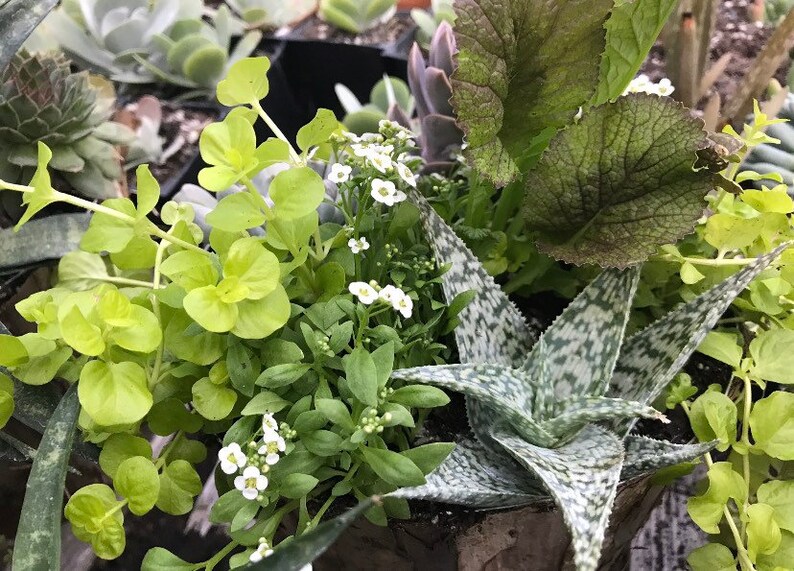 Aloe white Fox Succulent Low Maintenance Plant - Etsy