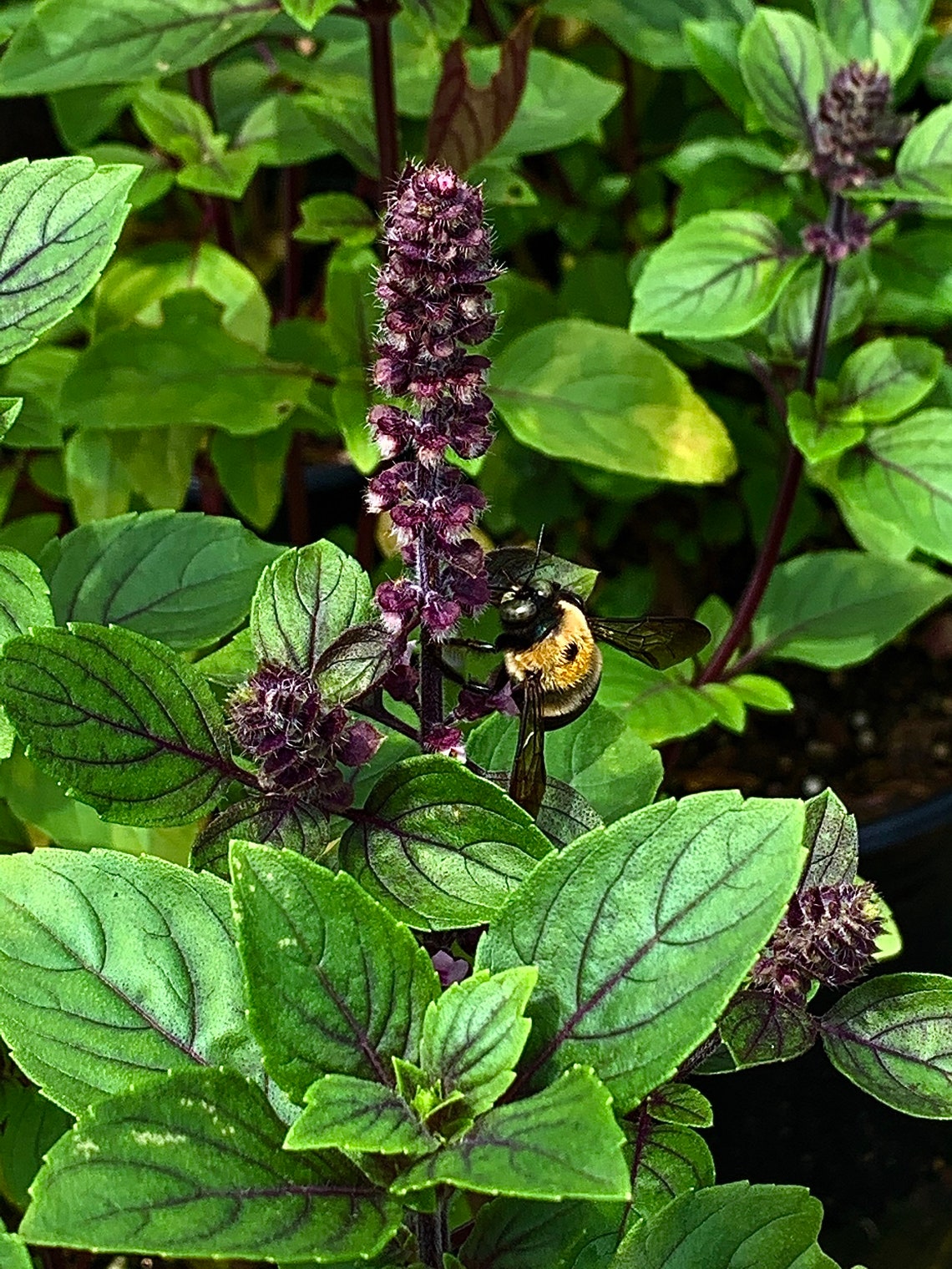 African Blue Basil Hybrid Basil Blooming Herb Edible Plant | Etsy