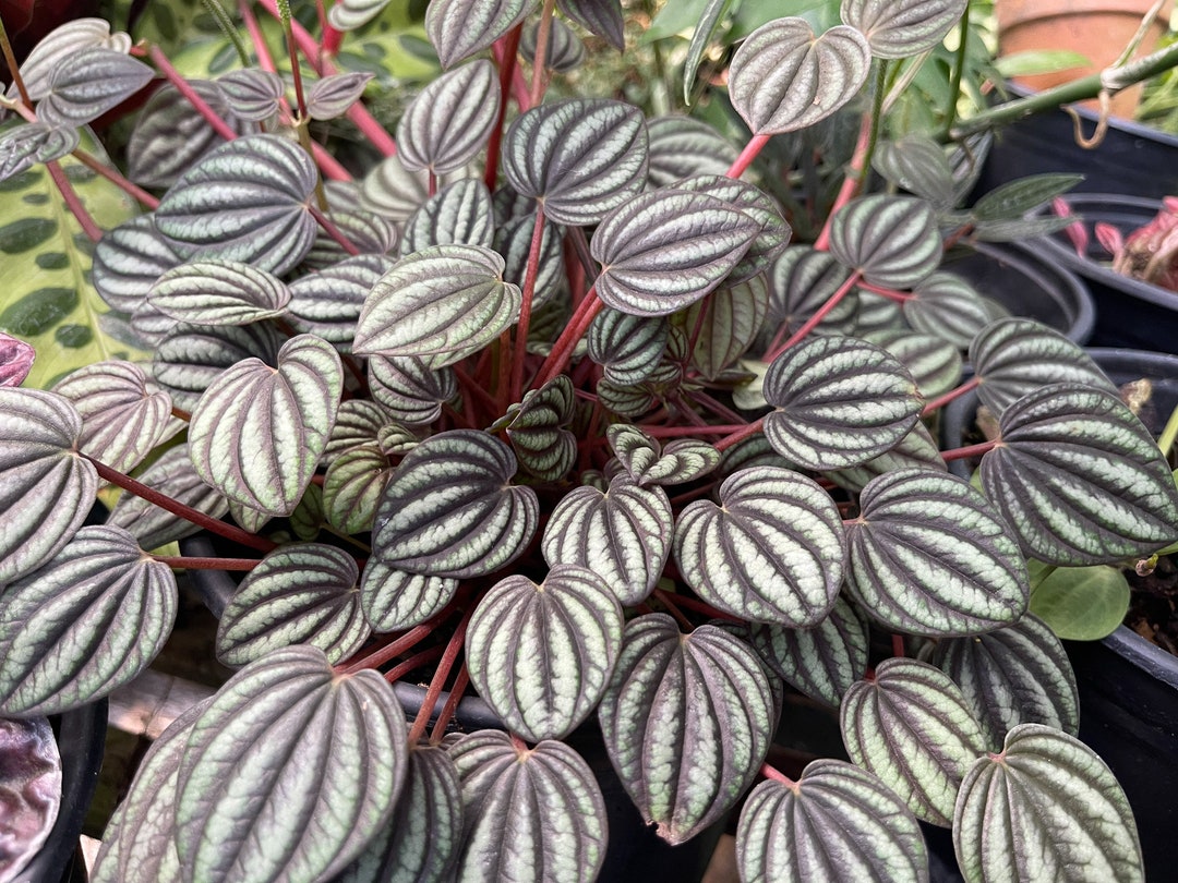 Peperomia Piccolo Banda/peperomia Albovittata LIVE PLANT Low - Etsy