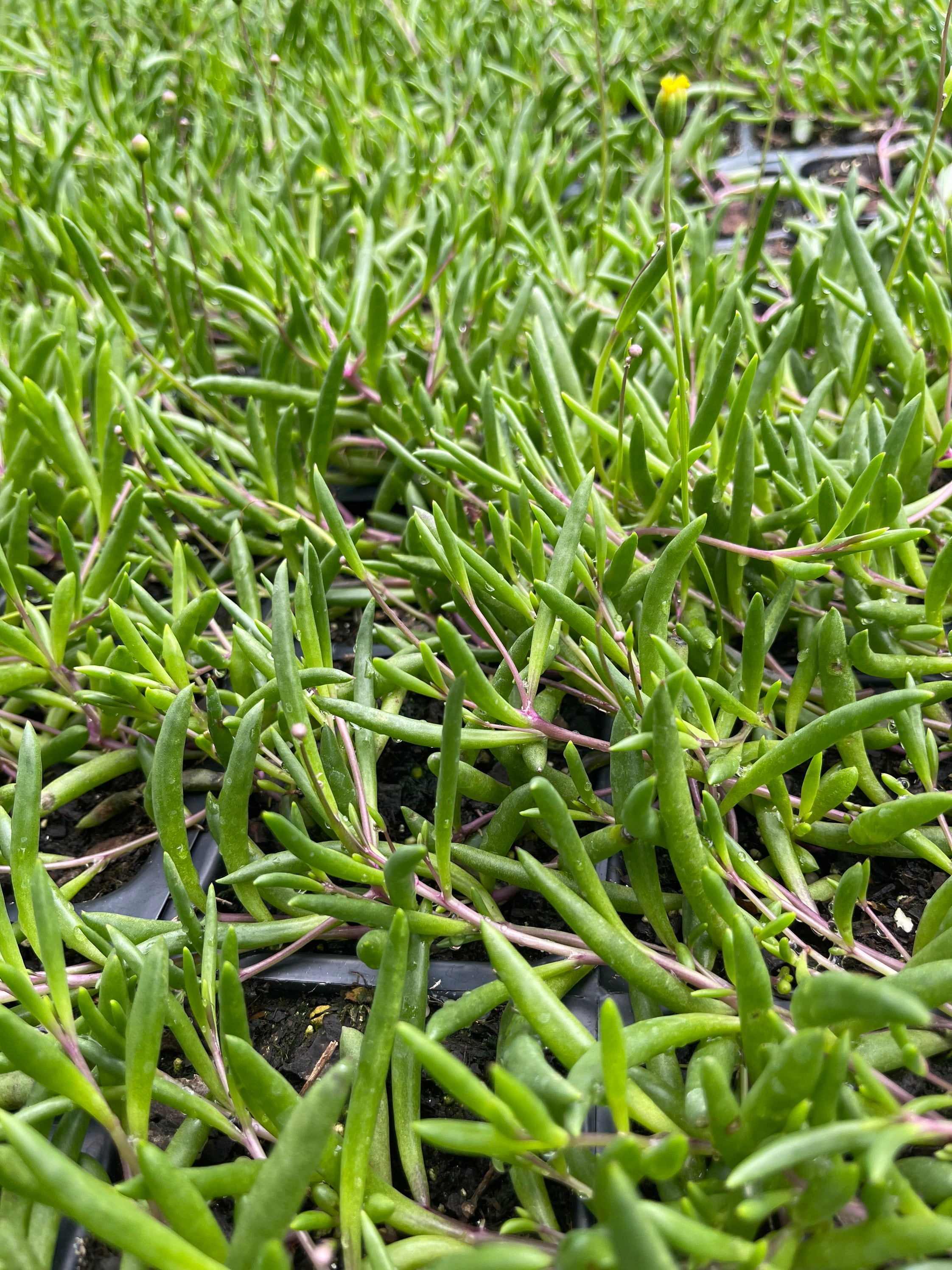 String of Pickles Starter Plants Ruby Necklace Blooming | Etsy