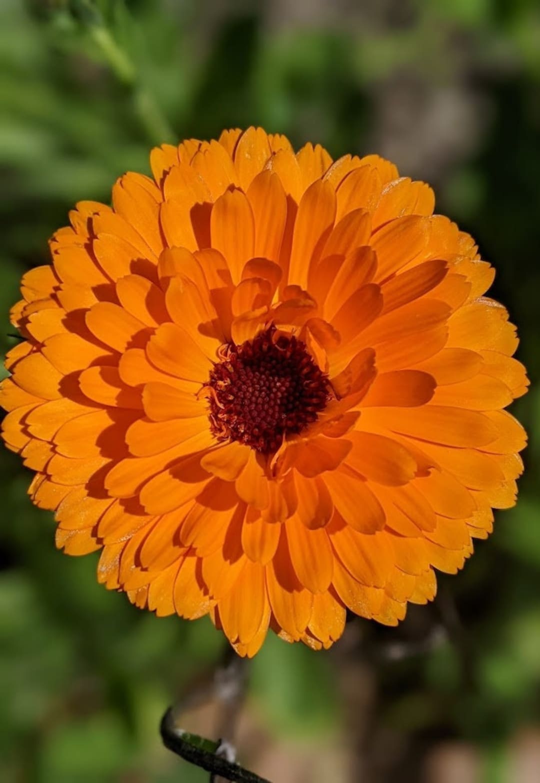 Calendula Flower Seed Land Scape Skin Care Calendula Garden Organic ...