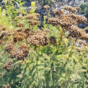 Achillea Millefolium Common Yarrow Seed Organic White Yarrow Seeds ...