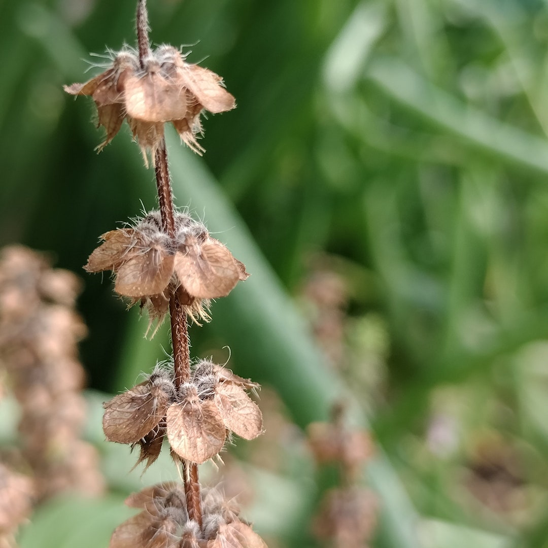Kapoor Tulsi holy Basil Seeds 35ct - Etsy