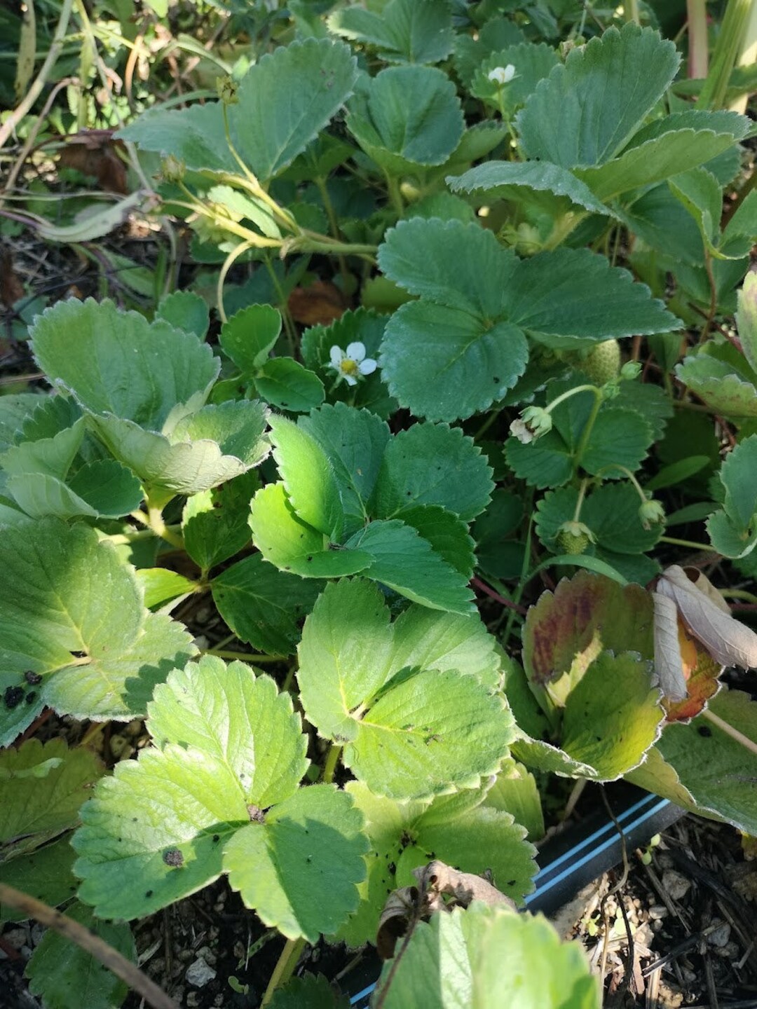 Organic Fragaria Strawberry Plants: Live Bareroot Plants - Etsy