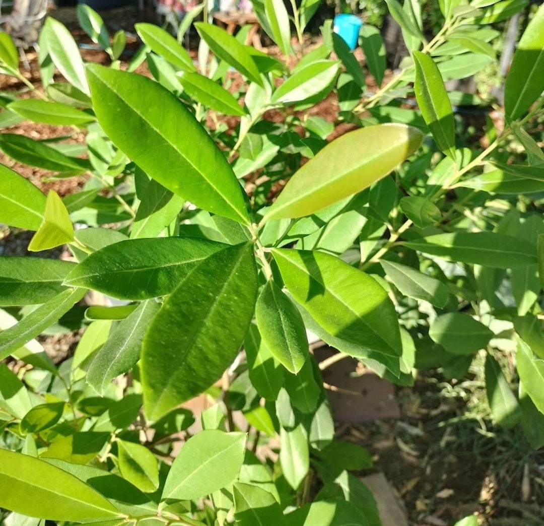 Yerba Mate Cuttings: Live Mateine Energy Tree - Etsy