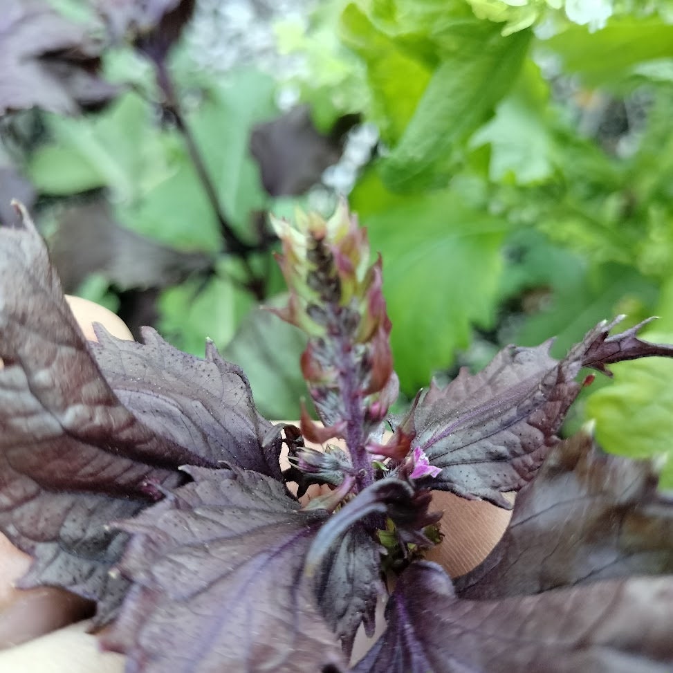 Garden Plant Seeds Edible Perilla Frutescens Var Crispa Shiso Japanese ...