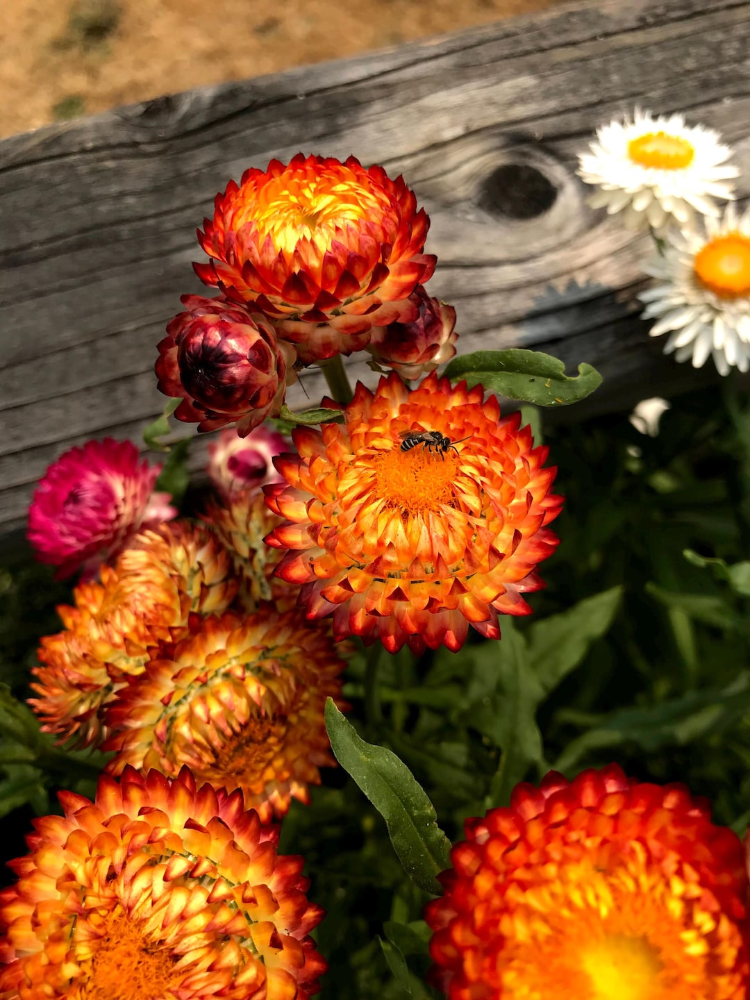 Strawflower Helichrysum Flower Seed Beautiful Flowers Garden Accent All ...