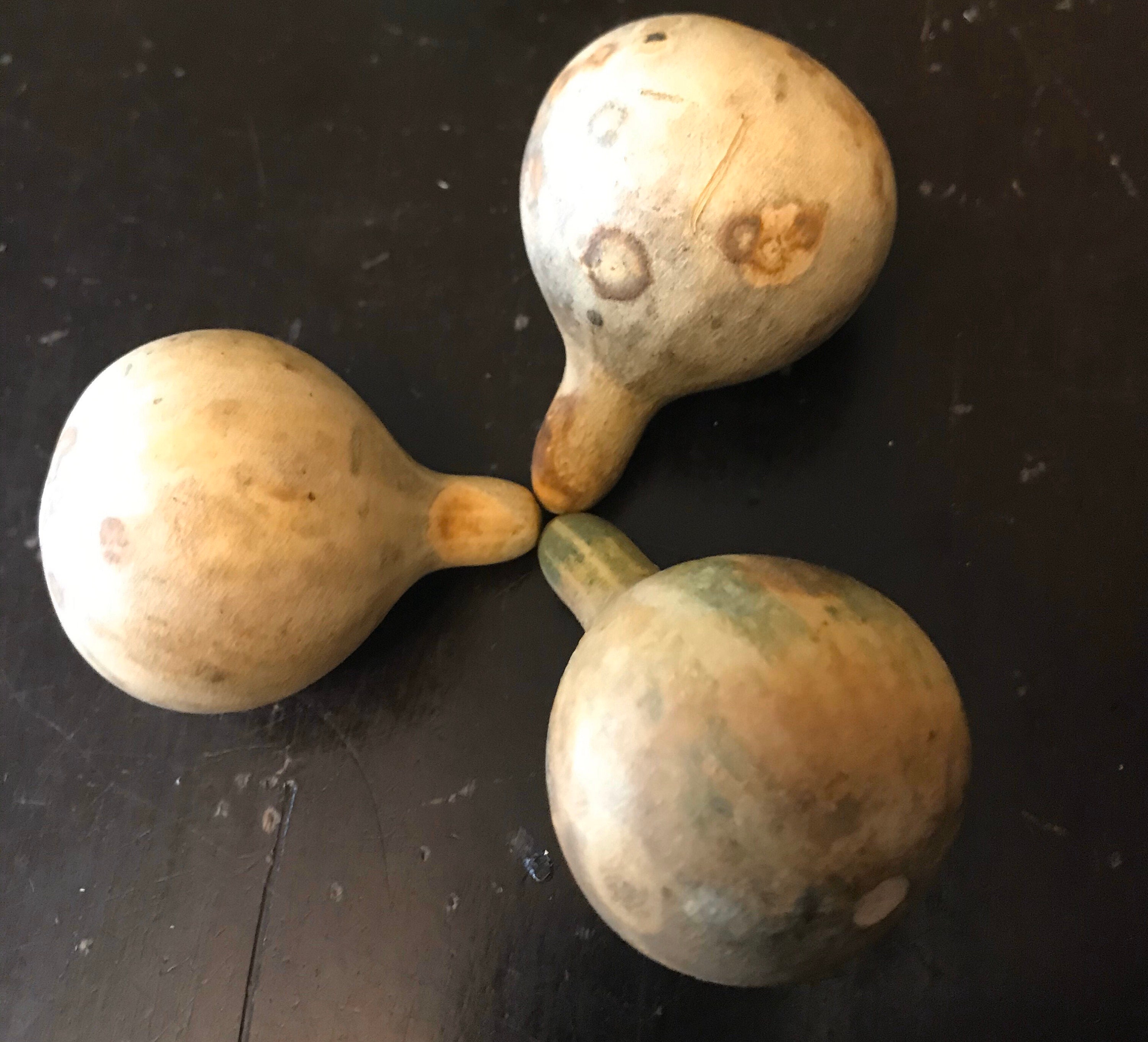 Dry Tennessee Dancing Spinning Gourds Decorations Seed Vine Arch Loving ...