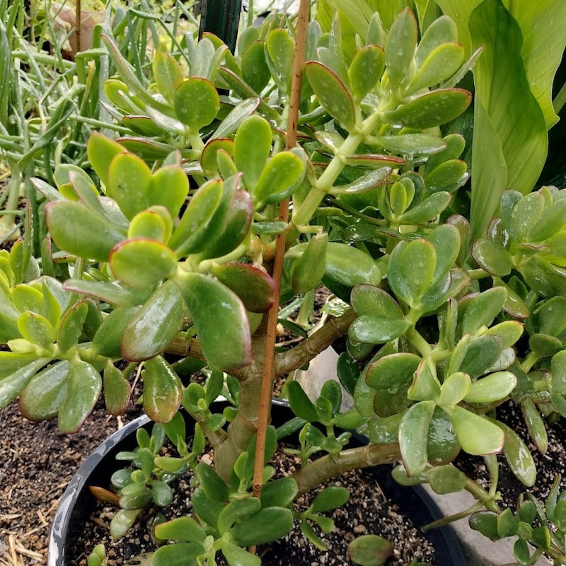 Large Jade Plant - Etsy