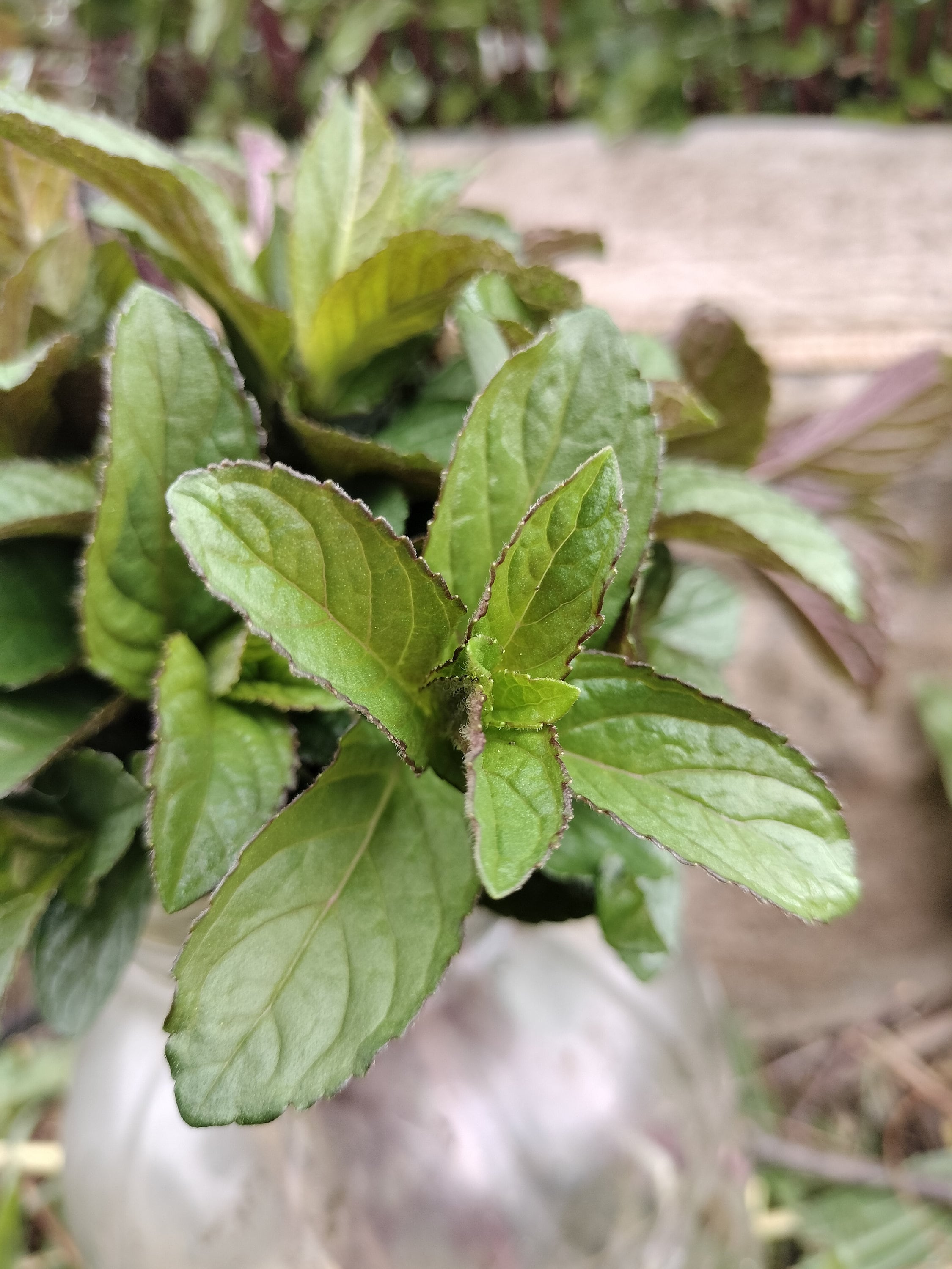 Chocolate Mint Live Plant Cutting: Fragrant Herb, Purple Flowers - Etsy