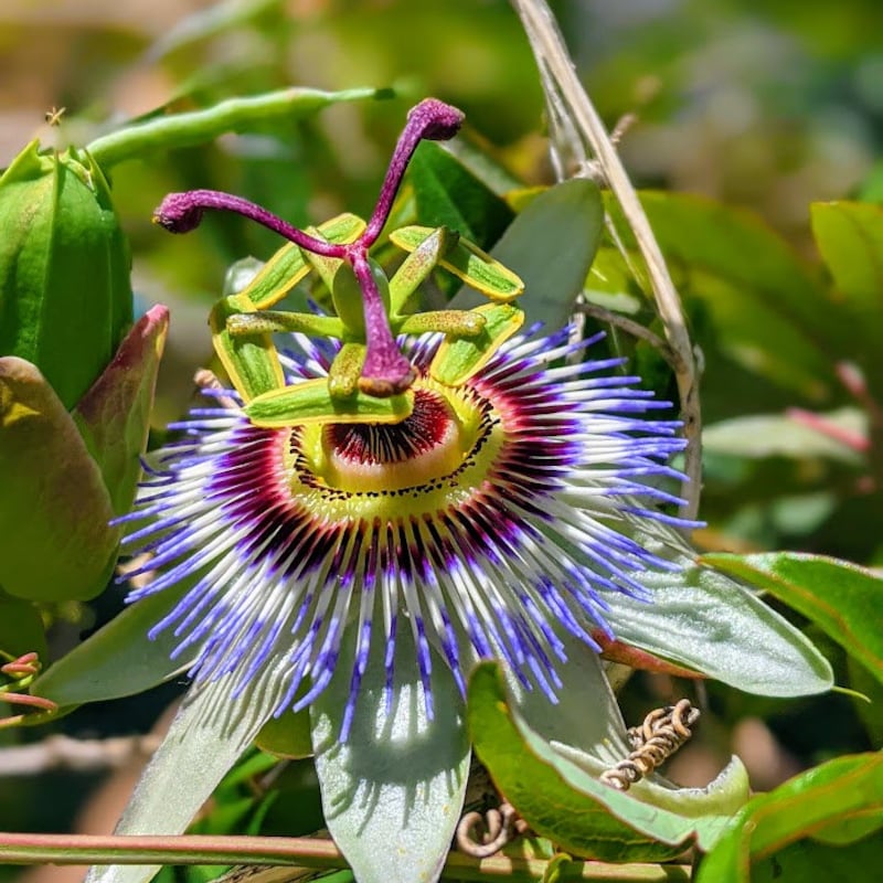 Passion Bee Flower - Etsy
