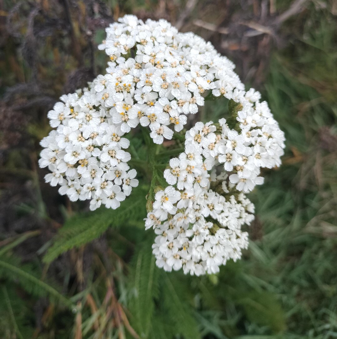 Achillea Millefolium Common Yarrow Seed Organic White Yarrow Seeds ...