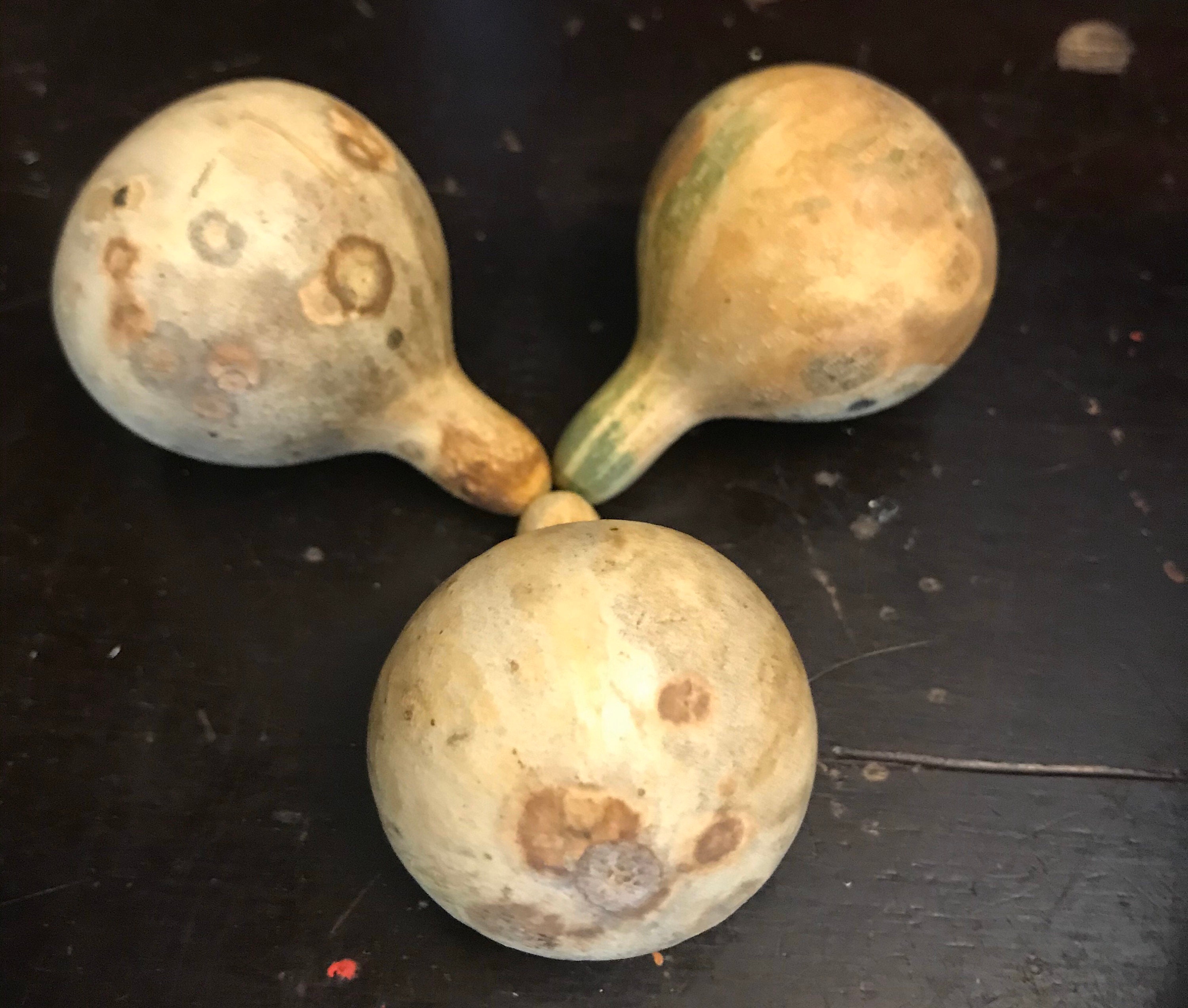 Dry Tennessee Dancing Spinning Gourds Decorations Seed Vine Arch Loving ...