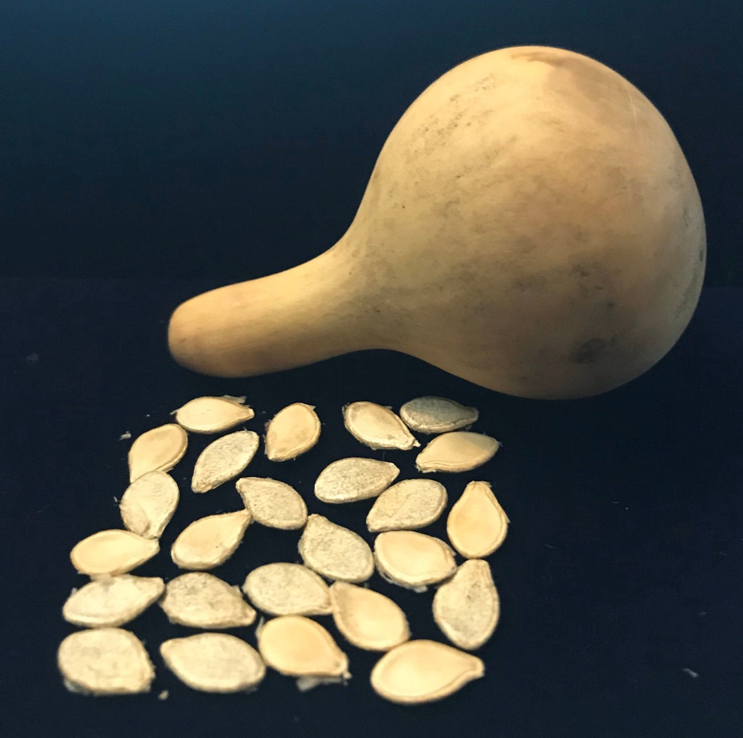 Tennessee Spinner Gourd Seeds: Heirloom Dancing Gourd - Etsy