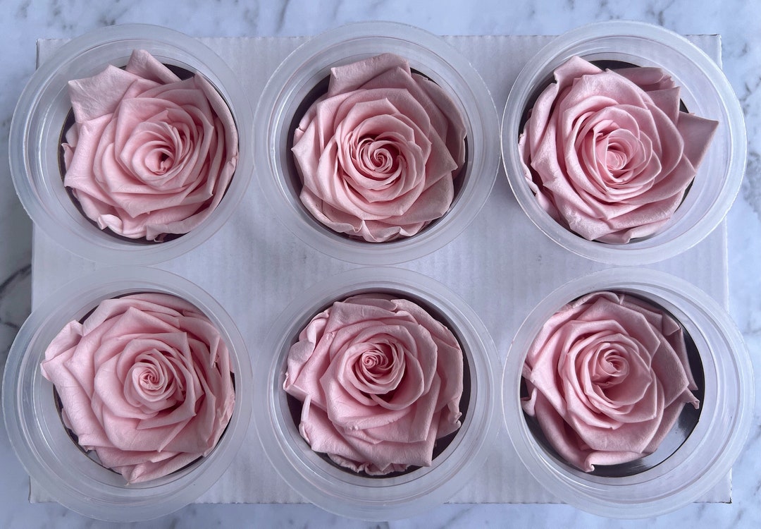 Salecheck Photospreserved Real Rose Head in Soft Pink - Etsy