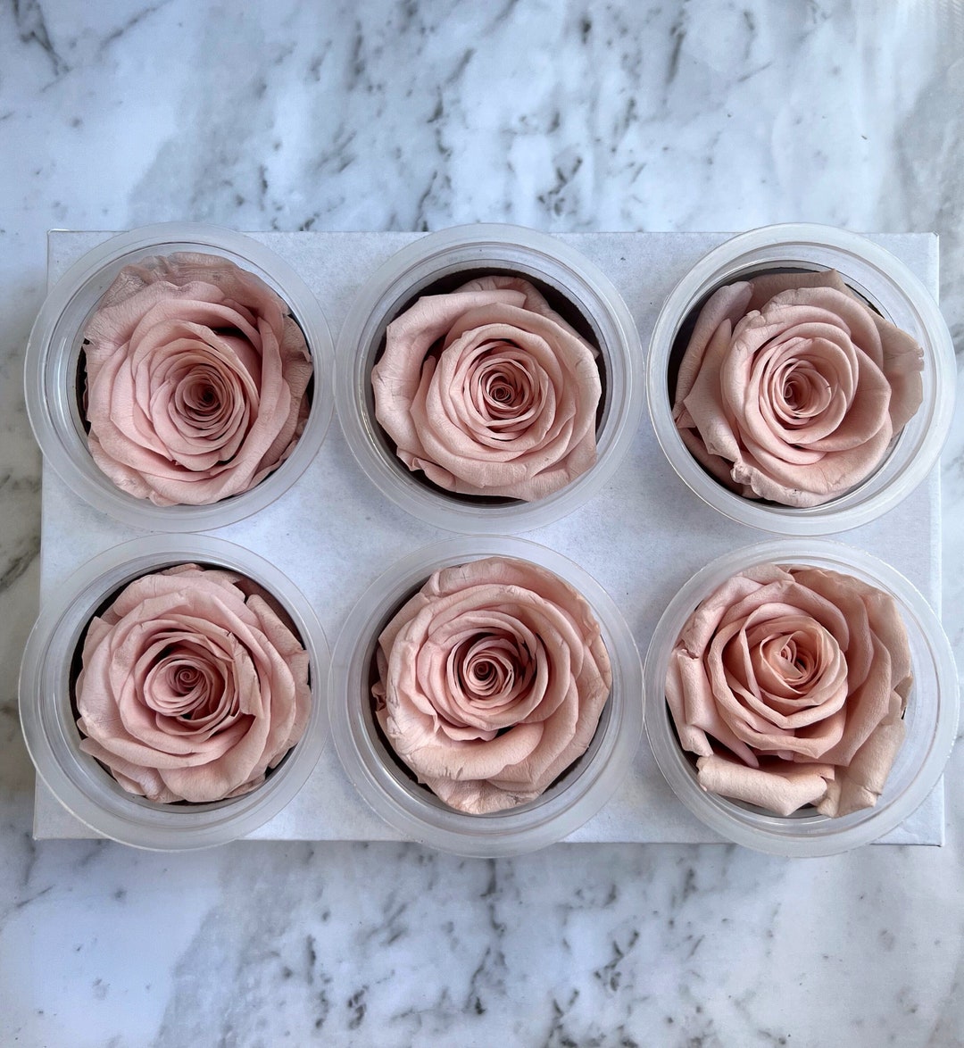 Salecheck Photospreserved Real Rose Head in Vintage Pink, Wedding, Home ...