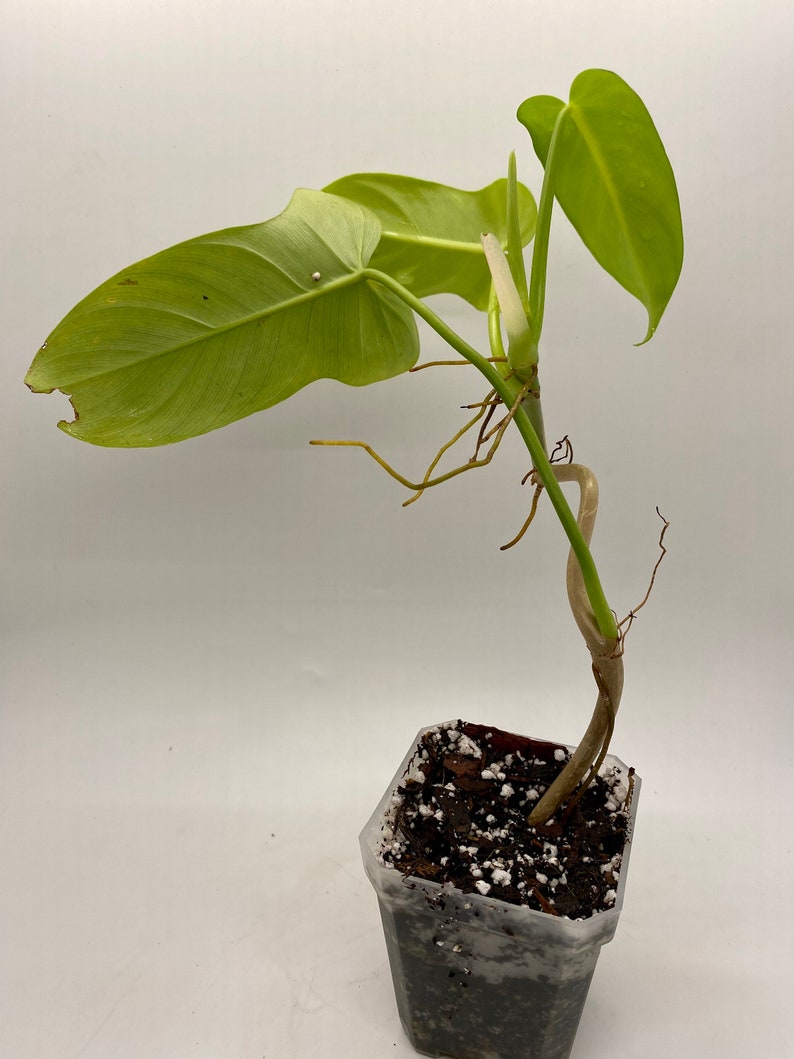 Philodendron Bipennifolium Glaucous Blue Form Exact Plant | Etsy