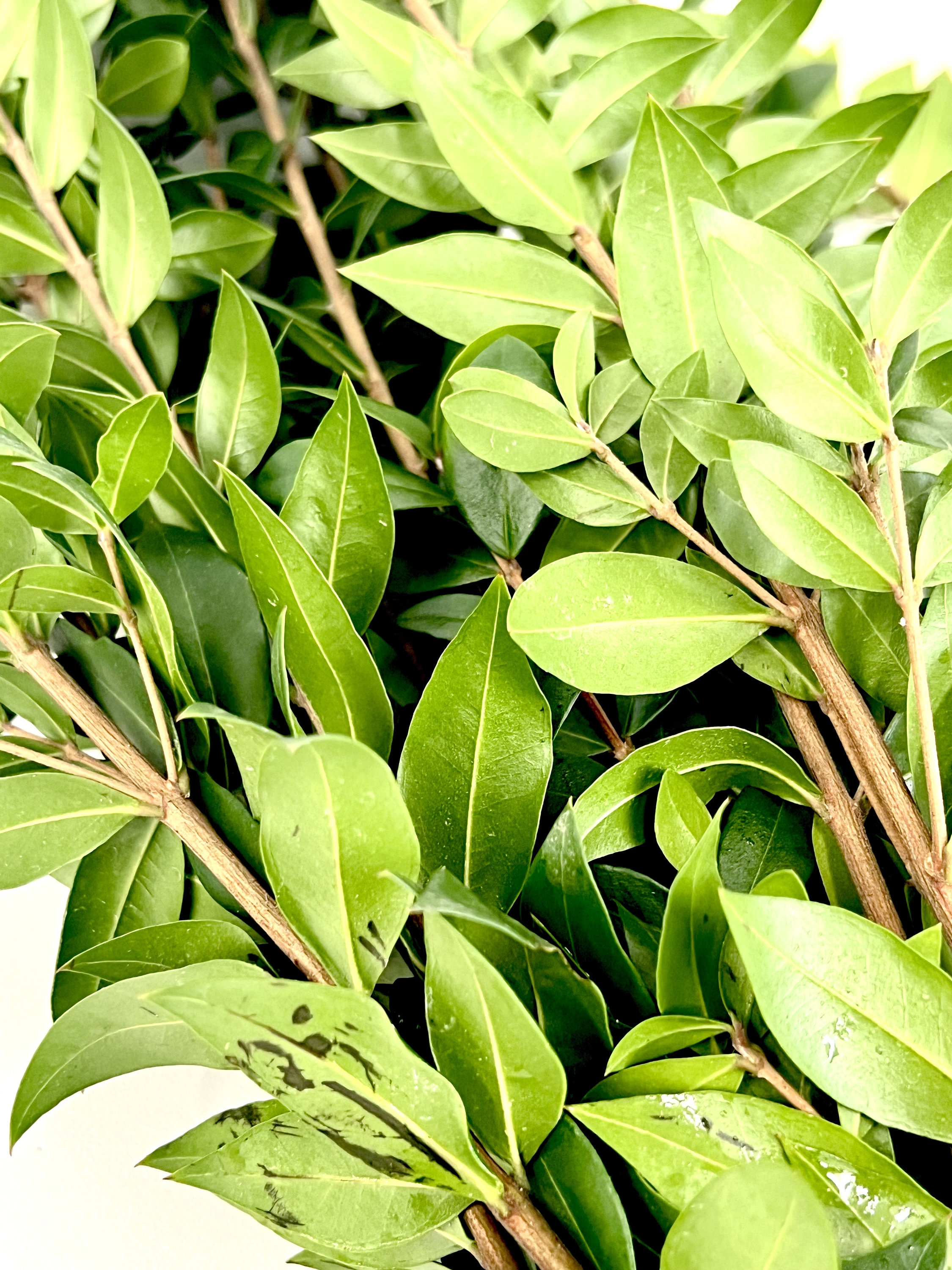 Fresh Myrtle Bunch, Aromatic Shower & Vase Filler (8-10 Stems) USA ...