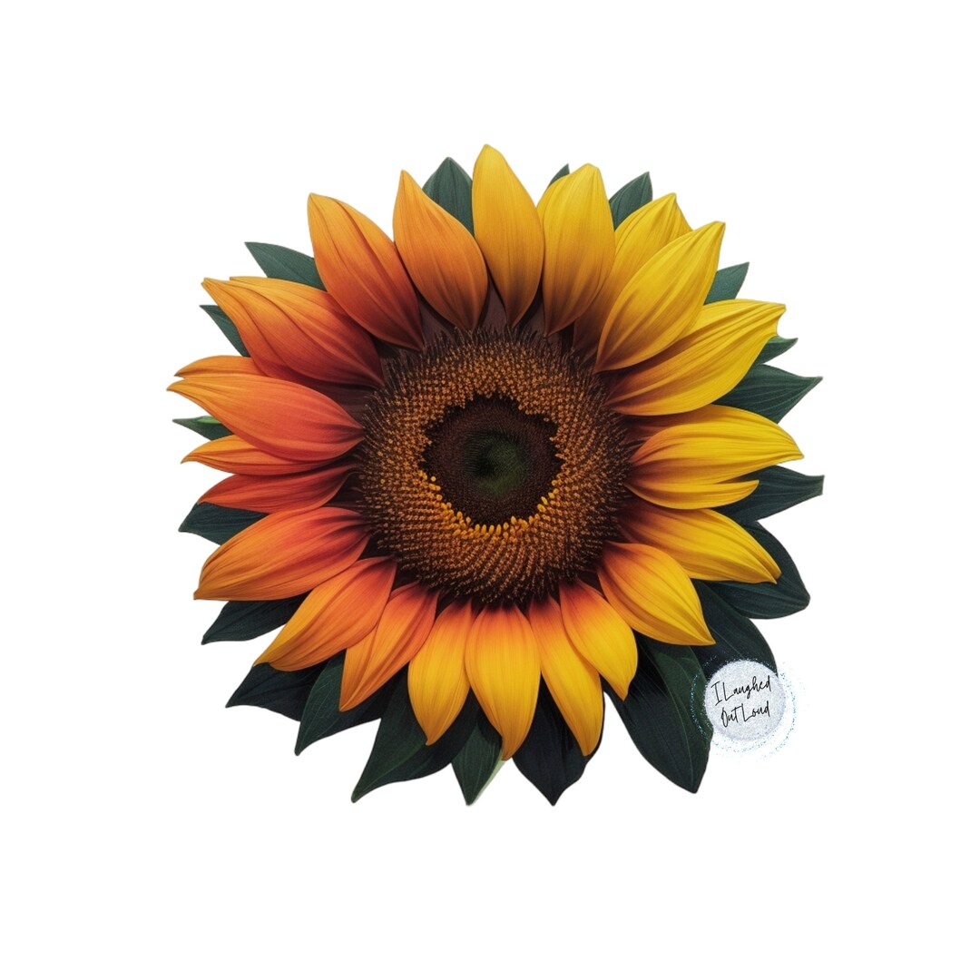 Sunflower PNG | Beautiful Sunflower PNG | Fall Sunflower PNG ...
