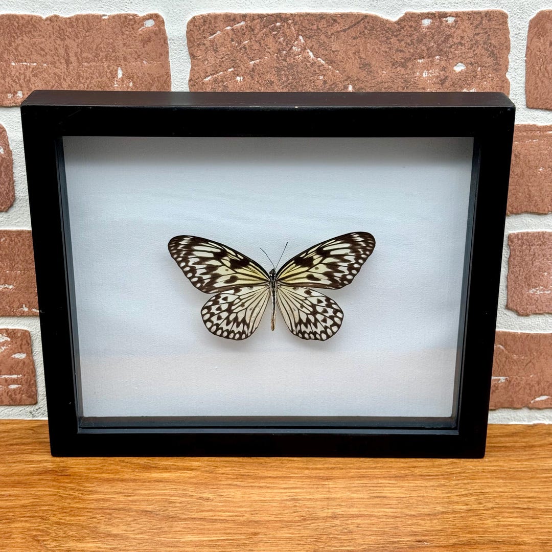 Vintage Taxidermy Paper Kite Butterfly Dark Academia Decor, Gothic ...