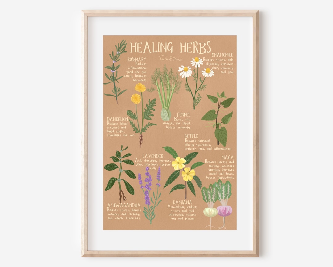 HEALING HERBS - Fine Art Print Kitchen Wall Decor Natural Medicine ...